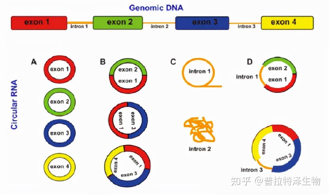 什么是环状RNA(circRNA)+查找circRNA序列步骤 - 知乎