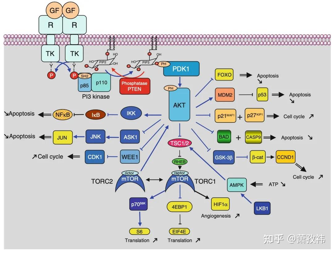 多面手：AKT - 知乎