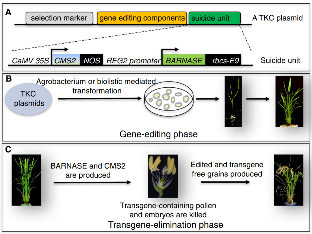 DNA-free基因组编辑技术任重而道远 - 知乎