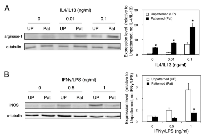 PNAS丨M1-M2巨噬细胞形态学对比 - 知乎