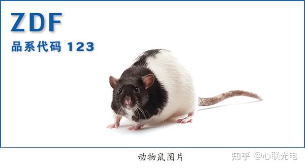 基于视网膜成像系统观察ZDF大鼠糖尿病视网膜病变模型眼底变化的技术服务 - 知乎