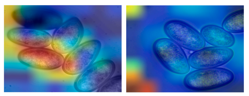 利用深度学习开发葡萄真菌孢子分类的显微镜图像数据集 - 知乎