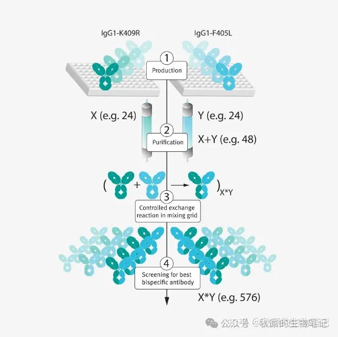 双抗平台| 解析全球领先的Duobody双抗平台 - 知乎