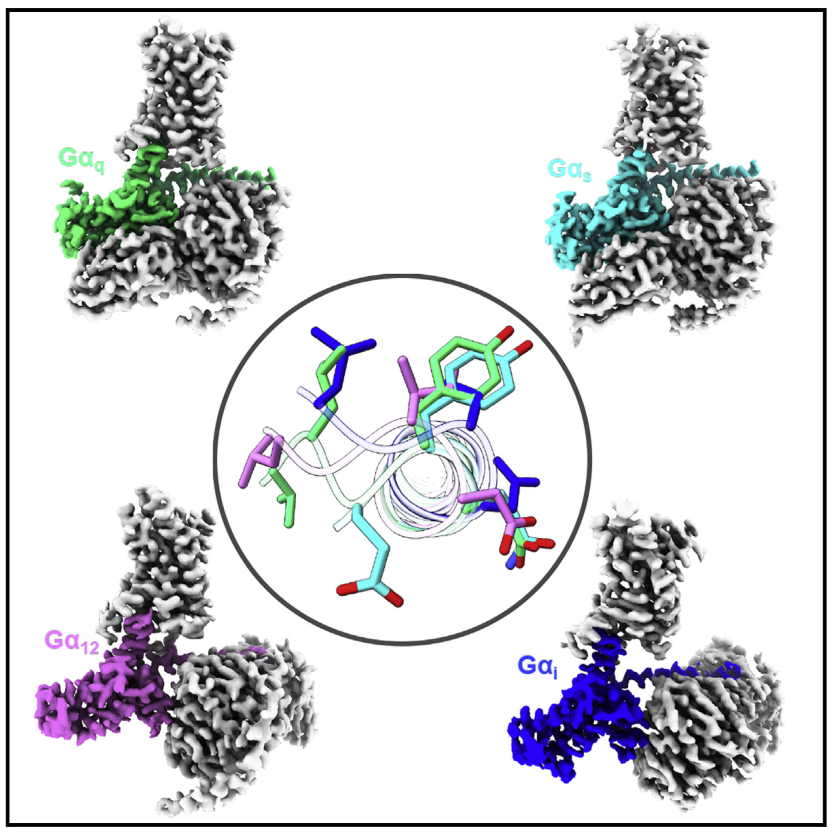 Mol Cell | 哈尔滨工业大学揭示 粘附GPCR激活和G蛋白偶联选择性的潜在分子机理 - 知乎