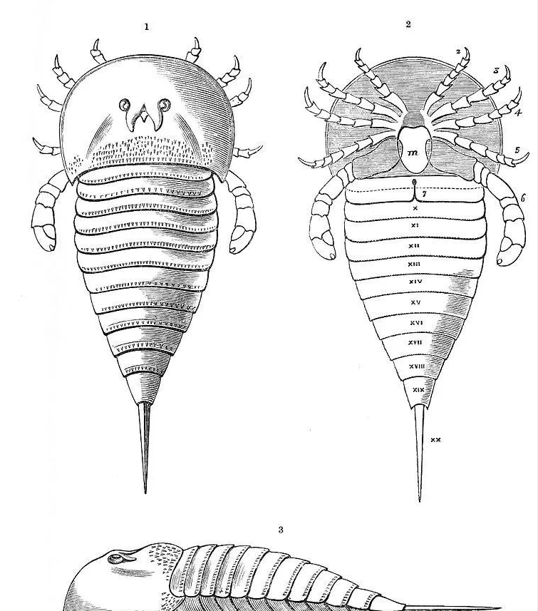 海中之霸：板足鲎！ - 知乎