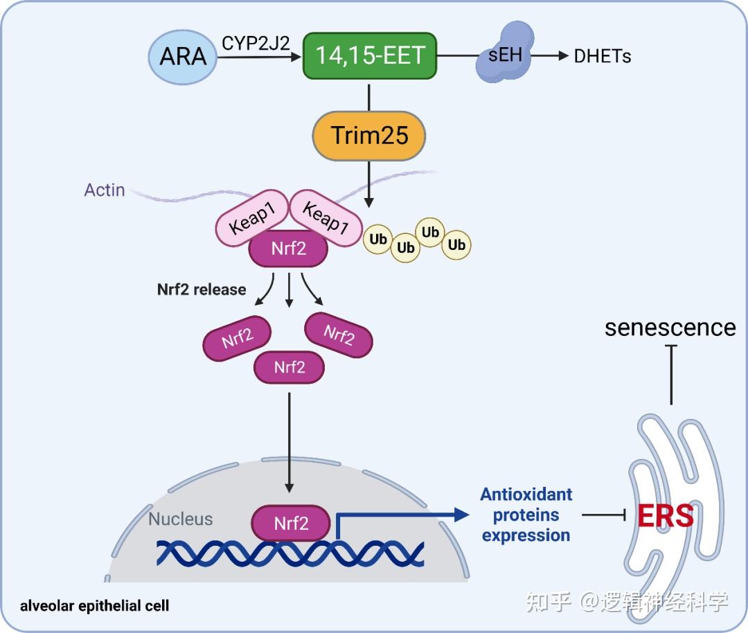 Redox Biol︱中南大学管茶香团队揭示抗肺衰老新机制 - 知乎