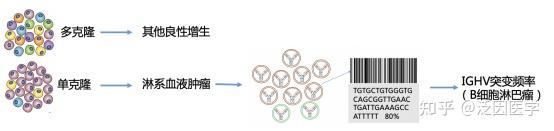 淋巴瘤NGS Ig/TCR克隆性重排检测 - 知乎