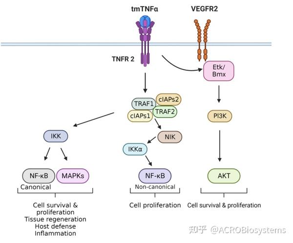 【靶点新势力】免疫先锋：肿瘤坏死因子-α（TNF-α） - 知乎