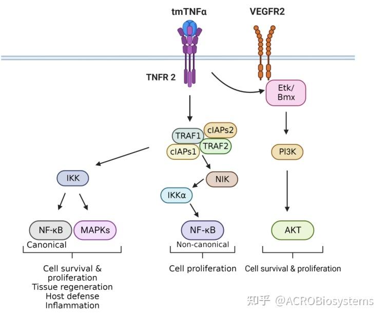 【靶点新势力】免疫先锋：肿瘤坏死因子-α（TNF-α） - 知乎