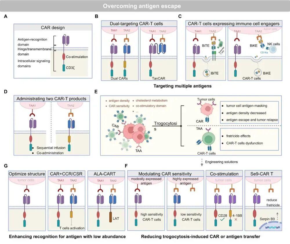 攻克实体瘤的理想 CAR-T：障碍破解与下一代设计策略