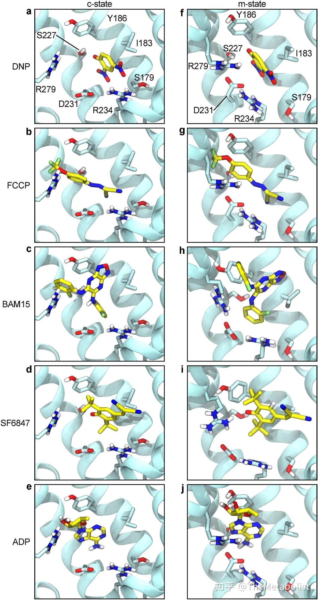代谢学人--Nature：U，执行A计划！线粒体UCP1/AAC机制大揭秘 - 知乎
