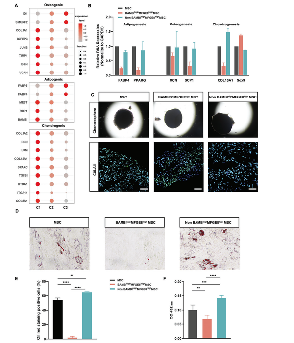Adv Sci︱孙凌云/余佳团队发现有独特异质性的人脐带间充质干细胞BAMBIhighMFGE8high亚群 - 知乎
