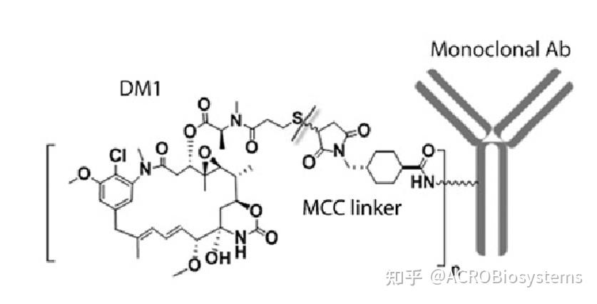Cadherin家族：医药巨头布局，癌症治疗或迎来再次突破！ - 知乎