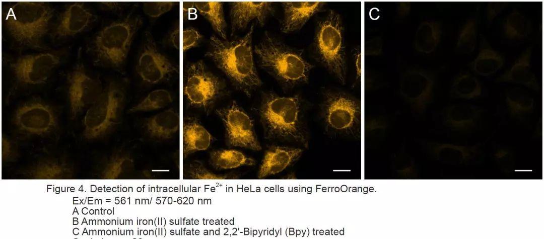 干货｜细胞铁死亡（Ferroptosis）——细胞死亡的新模式 - 知乎