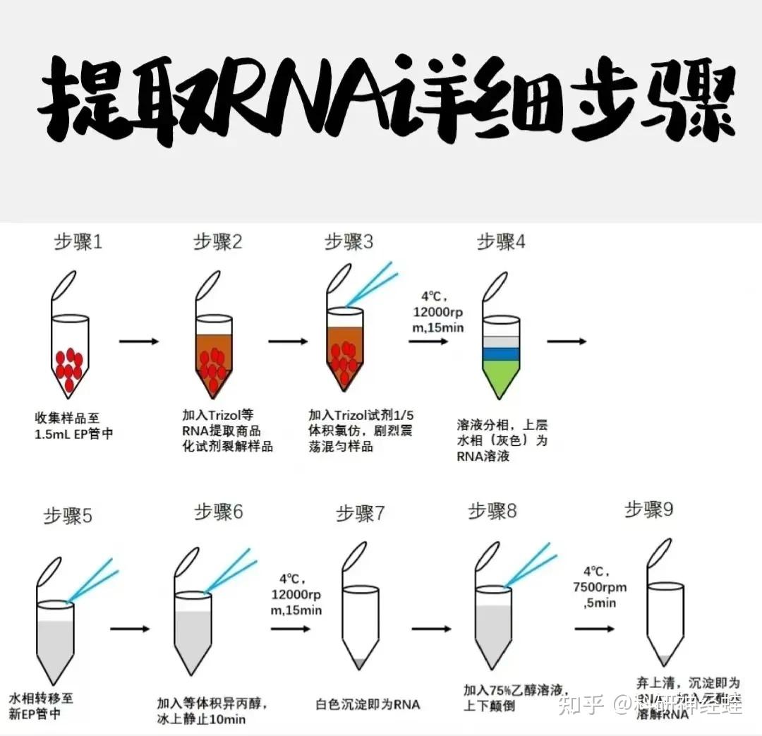 一篇文章，手把手教你RNA提取的实验步骤！ - 知乎