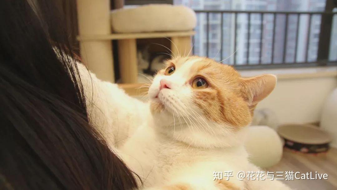 猫咪发情的几种表现 知乎