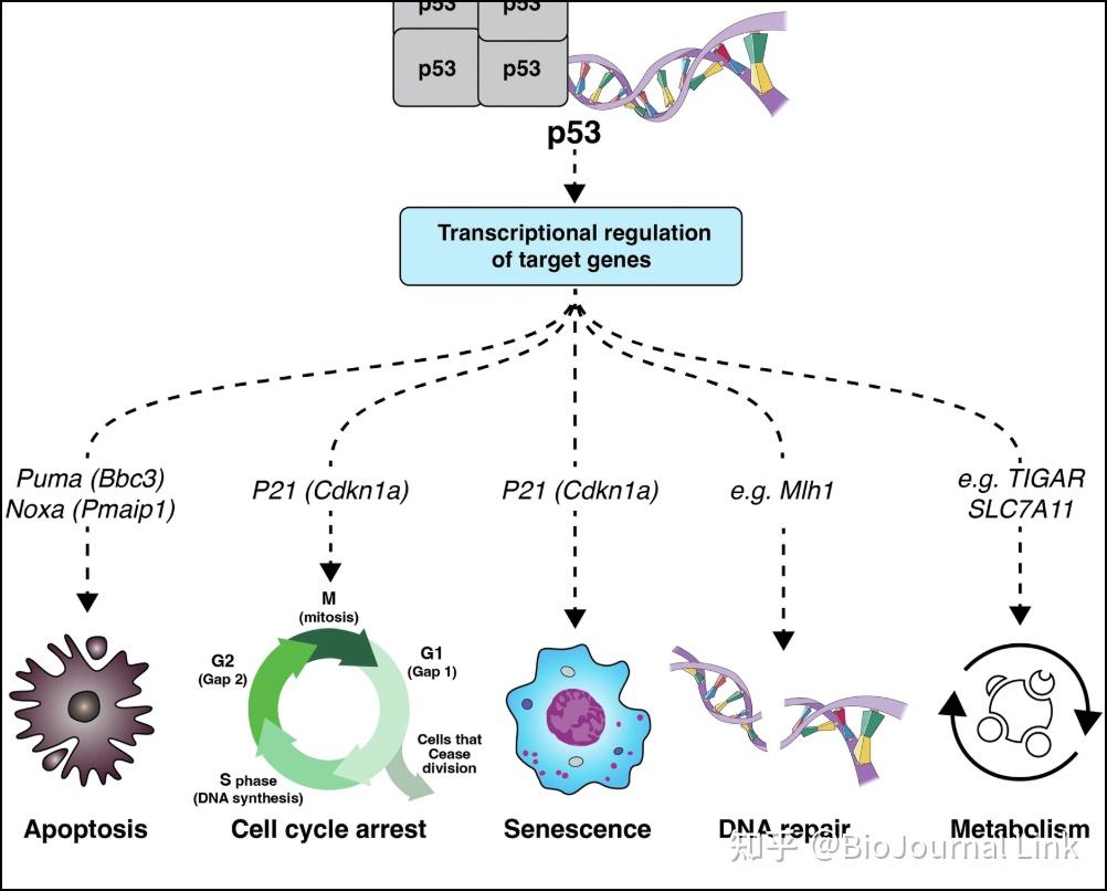 综述 | Oncogene | 为肺癌中突变型 p53 的作用带来全新见解 - 知乎