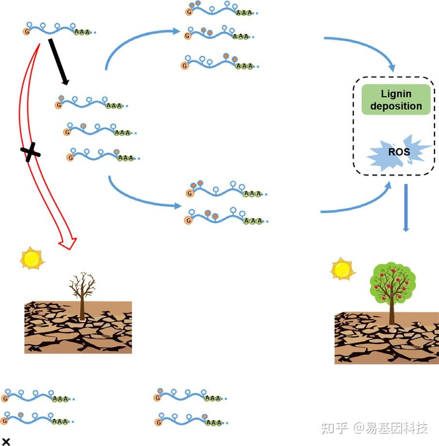 作物育种：MdMTA介导的RNA甲基化(m6A修饰)在苹果抗逆品种选育中的作用研究 - 知乎