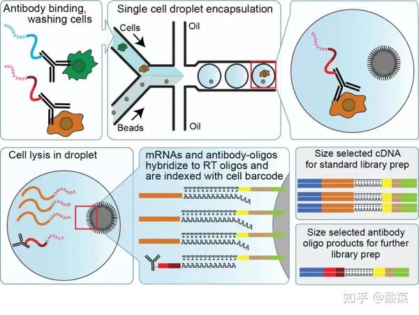 跟着nature学习单细胞分析之CITE-seq分析教程 - 知乎