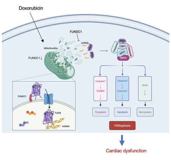 Cell Death Dis｜复旦大学附属中山医院团队阐述心肌细胞泛凋亡参与阿霉素心肌损伤的机制 - 知乎