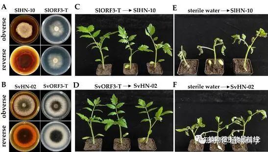 PNAS | 湖南农大首次揭示真菌病毒导致寄主低毒力的分子机制并利用病毒基因将植物病原真菌改造成生防菌 - 知乎