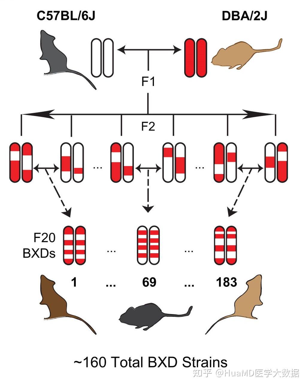 医学大数据及其综合分析（二）—— BXD小鼠数据库介绍 (1) - 知乎