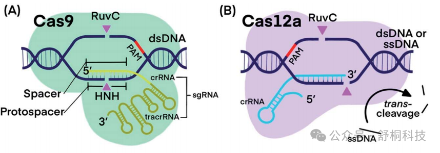 CRISPR-Cas12基因编辑系统之Cas12a - 知乎