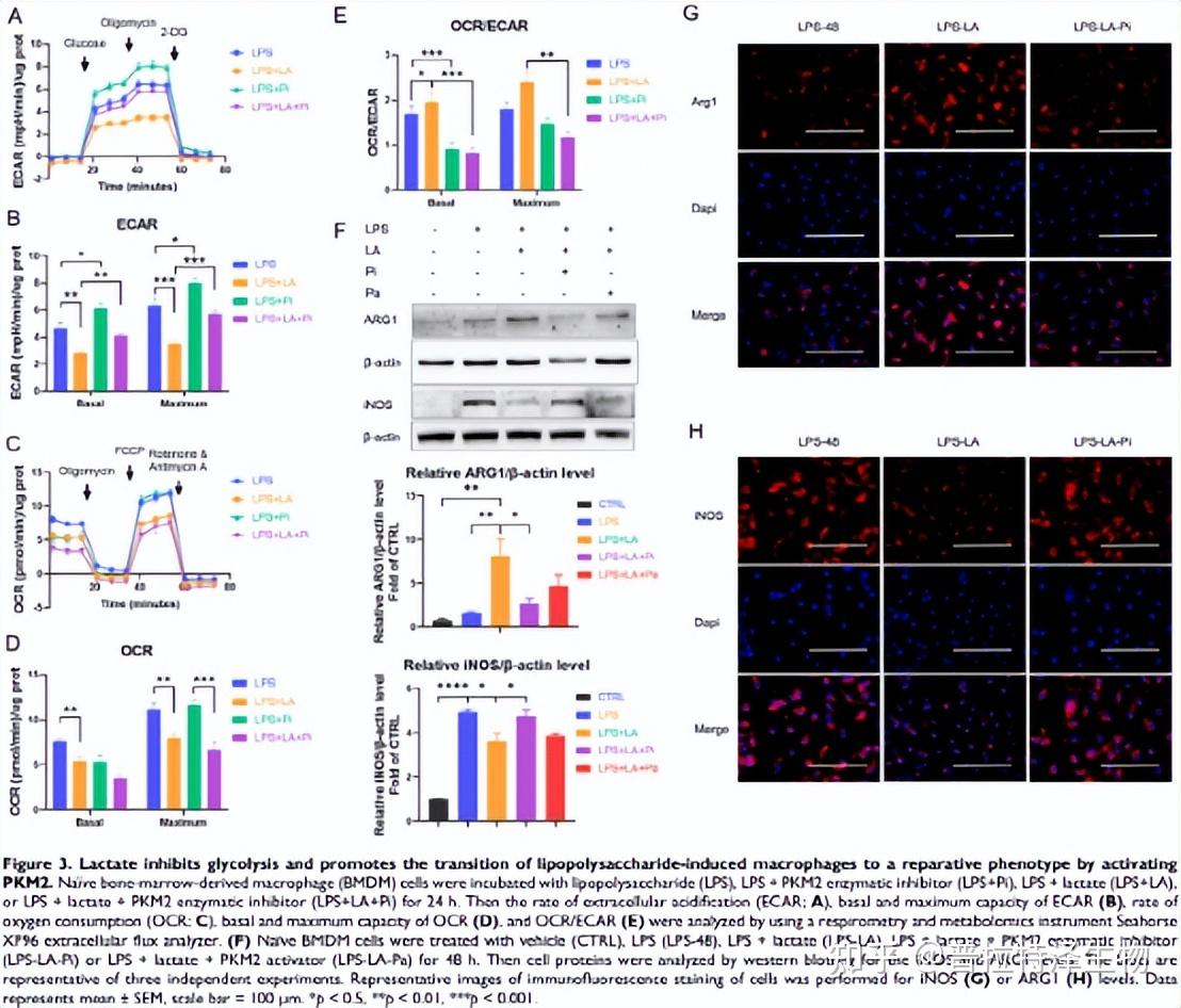 【国自然热点文献】之乳酸化（二） - 知乎