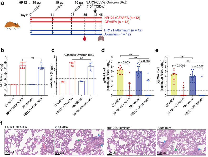 Cell Research：新冠疫苗研发重要突破！中科院昆明动物研究所郑永唐团队开发出新型高效广谱的HR121新冠疫苗 - 知乎
