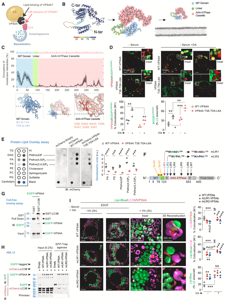 Molecular Cell丨VPS4A 是小鼠和人类脂噬的选择性受体 - 知乎