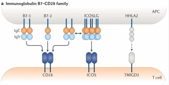 人源化CD28单抗，让你的T细胞药物开发如虎添翼 - 知乎