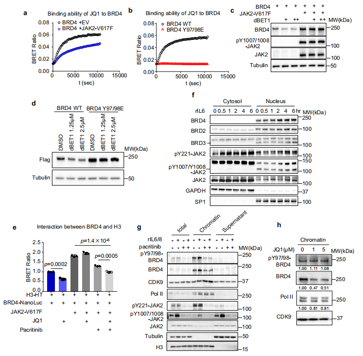BRD4蛋白研究新发现——助力治疗包括癌症在内的多种疾病 - 知乎