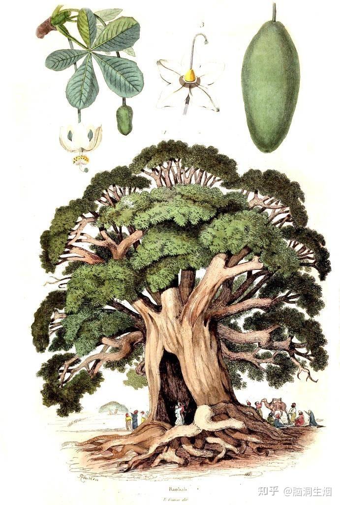 管窥大自然：猴面包树 - 知乎