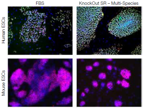 干细胞培养中比使用FBS更可靠的是？ - 知乎