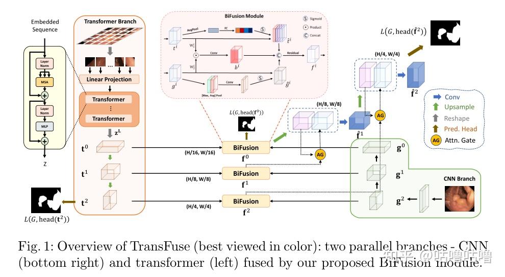 学习 TransFuse: Fusing Transformers and CNNs for Medical Image Segmentation 医学分割 - 知乎