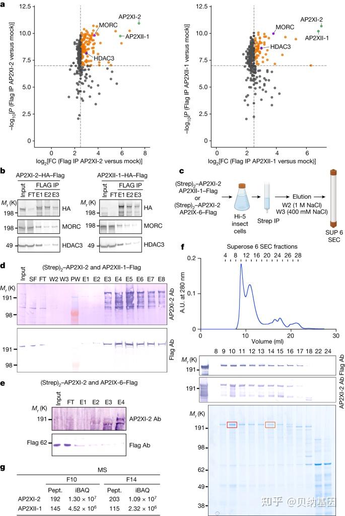 Nature解读｜RNA-seq、ChIP-seq、ATAC-seq和蛋白质组揭示弓形虫性前期体外培养的机制 - 知乎