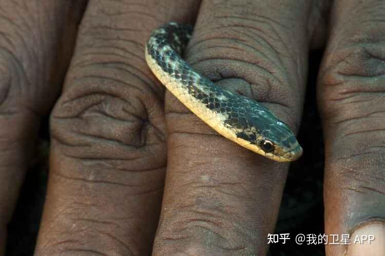 国际动植物组织揭示2023年急需保护的10种濒危动物 - 知乎