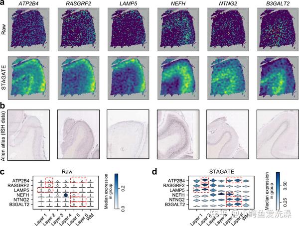 STAGATE 论文阅读整理 - 知乎