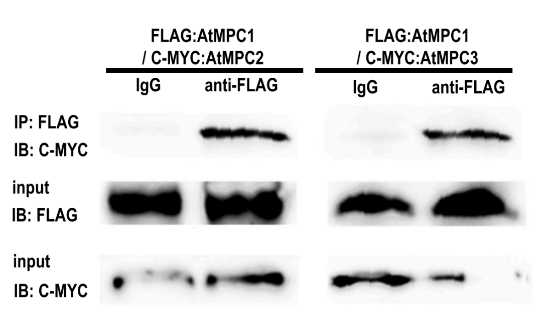 Co-IP—验证蛋白互作的不二之选 - 知乎