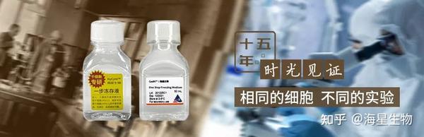 养好293T细胞的培养攻略 - 知乎