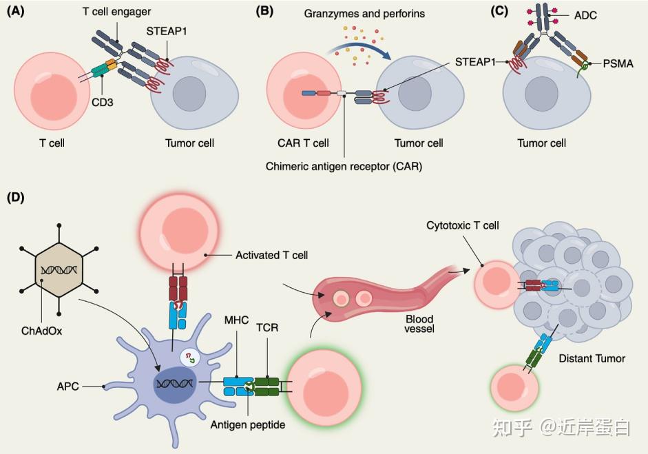 六次跨膜蛋白-STEAP1：全球竞逐的新兴前列腺癌靶点 - 知乎