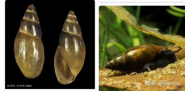鱼缸常见的淡水杂螺种类和鉴定 - 知乎