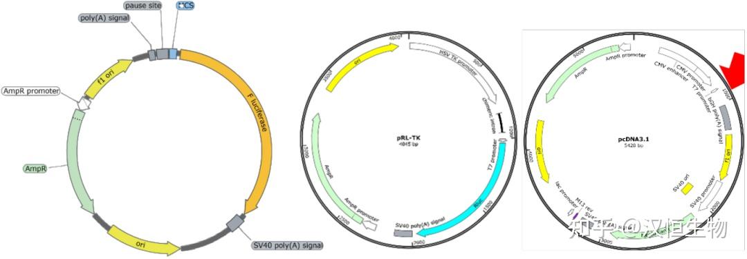 荧光素酶干货系列③ | 【应用篇】 转录因子与启动子互作验证 - 知乎