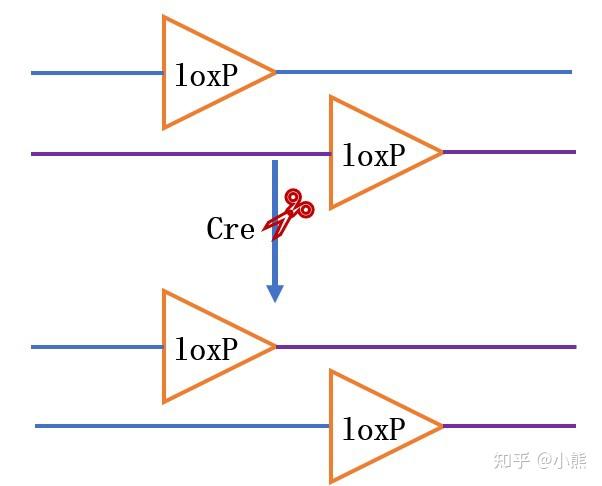 Cre-loxp系统简单介绍 - 知乎
