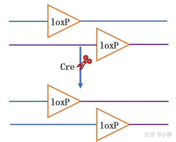 Cre-loxp系统简单介绍 - 知乎