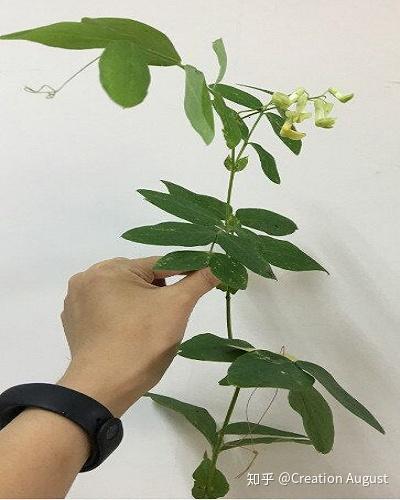 小龙门地区部分常见植物汇总 - 知乎