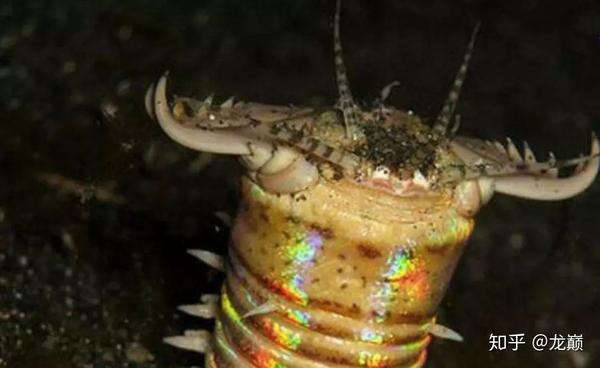 海缸里这条虫也太太太太......太大了！ - 知乎