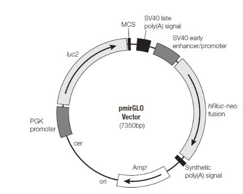 技术分享第十七期 | 双荧光素酶报告基因检测 - 知乎