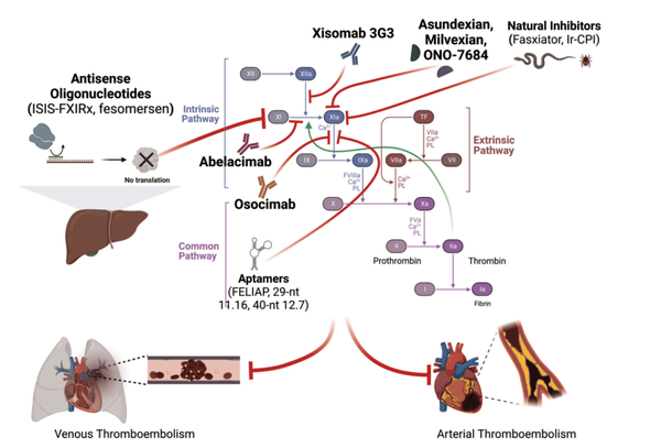 FXIa：新一代的抗凝剂药物靶点 - 知乎