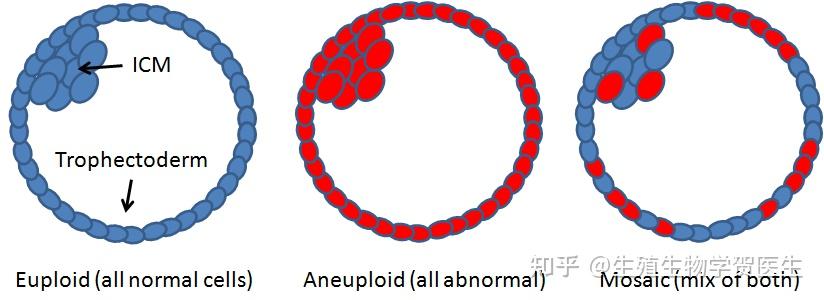 PGS 测试完整指南 (PGT-A) - 知乎